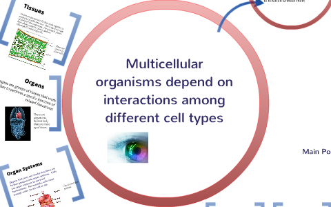 Multicellular organisms depend on interactions among different cell ...
