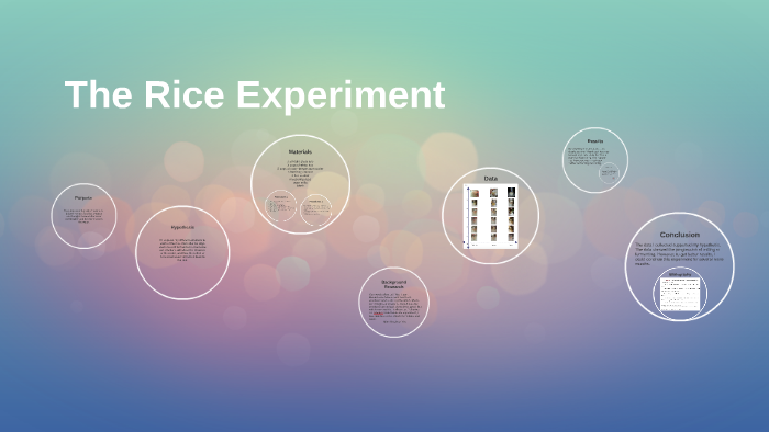The Rice Experiment by Sujin cho on Prezi