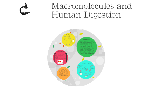Macromolecules and Human Digestion by Jen Martinez on Prezi