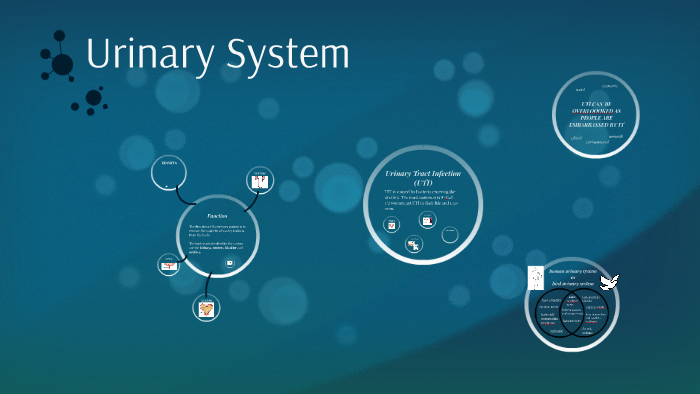 Urinary System by Gaia Charan on Prezi
