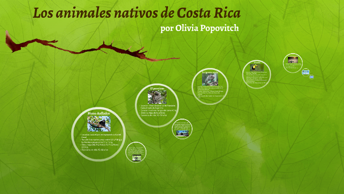 Los animales de Costa Rica by Olivia Popovitch on Prezi