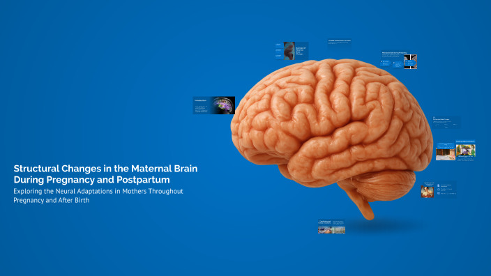 Structural Changes in the Maternal Brain During Pregnancy and ...