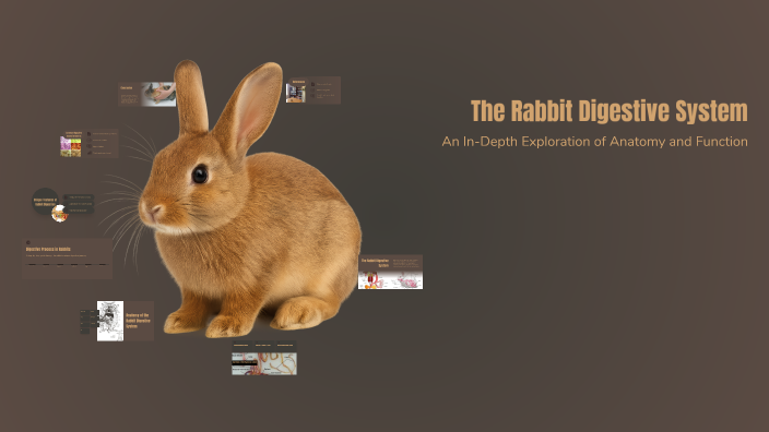 The Rabbit Digestive System by Clara Kamal on Prezi