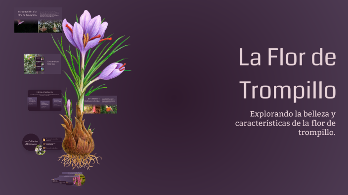 La Flor de Trompillo by Jazmin Guadalupe Bautista Santiago on Prezi