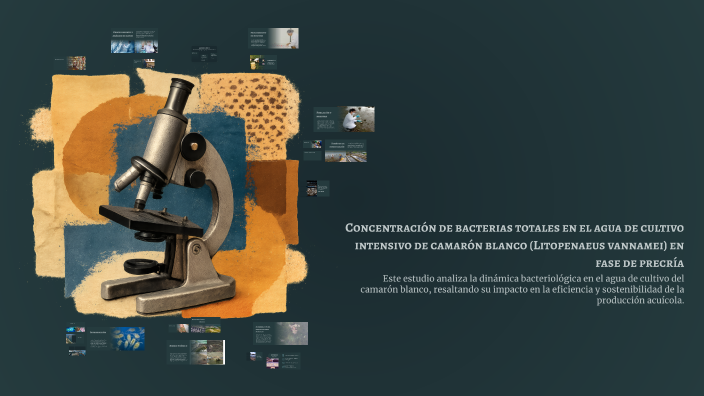 Concentración de bacterias totales en el agua de cultivo intensivo de ...