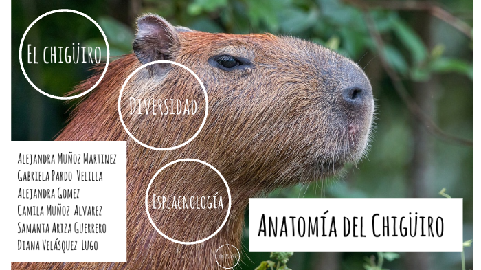 Anatomía del Chiguiro by Gabriela Pardo on Prezi