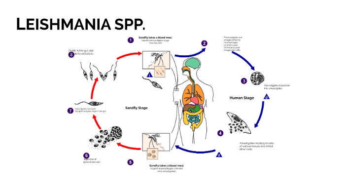 Leishmania Life Cycle by Romie Solacito on Prezi