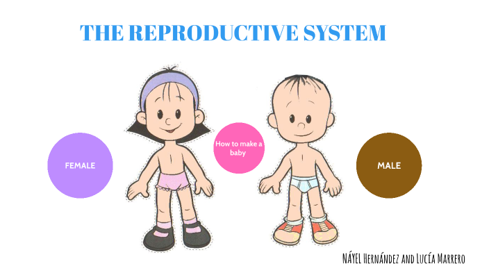 The reproductive system by lucia gonzalez on Prezi