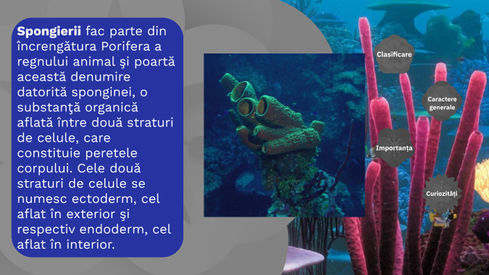 Spongieri și celenterate by alexia diacanu on Prezi