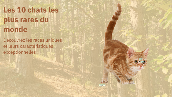 Les 10 chats les plus rares du monde by Katsuke Mayori on Prezi