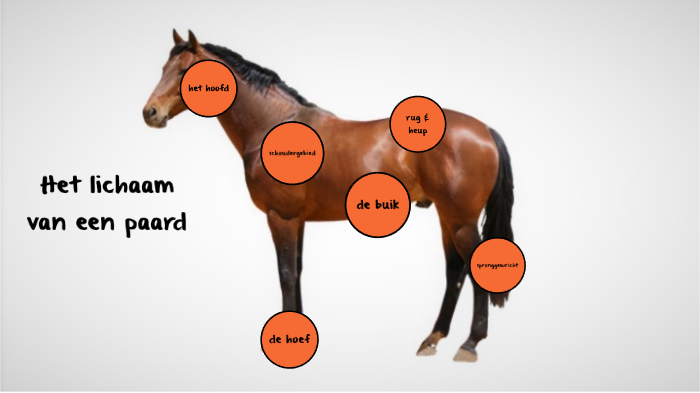 YLP lichaam paard by Ingrid Huisman on Prezi