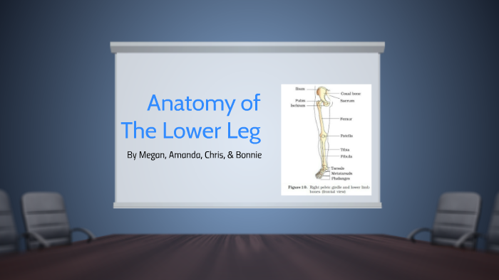 Anatomy of The Lower Leg by Bonnie Gutierrez on Prezi