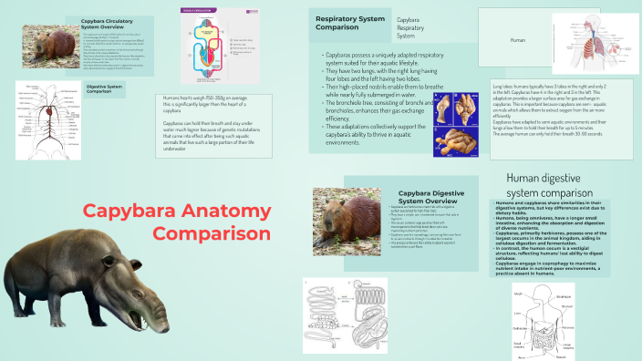Capybara Anatomy Comparison by Alec Czarnota on Prezi