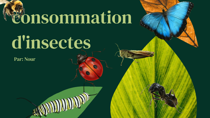 LES INSECTS by Nour Abu Alhussein on Prezi