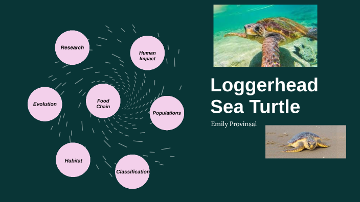 loggerhead sea turtles by Emily Provinsal on Prezi