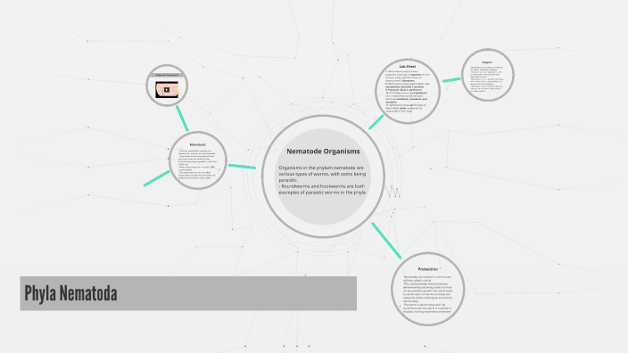 Support, Protection, and Movement Project-Zoology by E Everett on Prezi