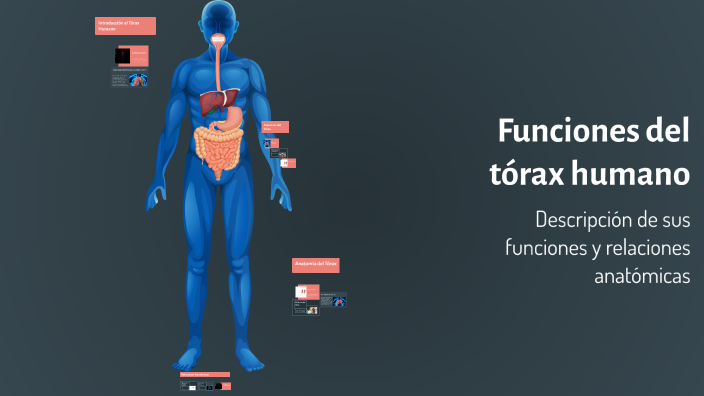 Funciones del tórax humano by Fernando Patiño on Prezi
