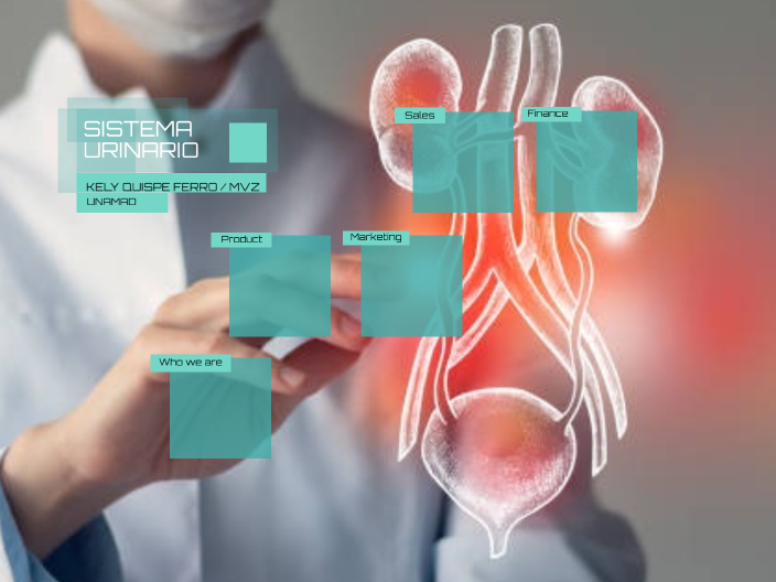 SISTEMA URINARIO ,fisiologia by KELY QUISPE FERRO on Prezi