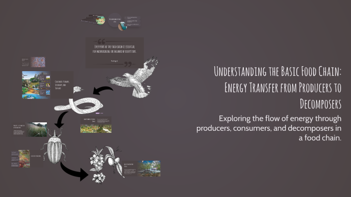 Understanding the Basic Food Chain: Energy Transfer from Producers to ...