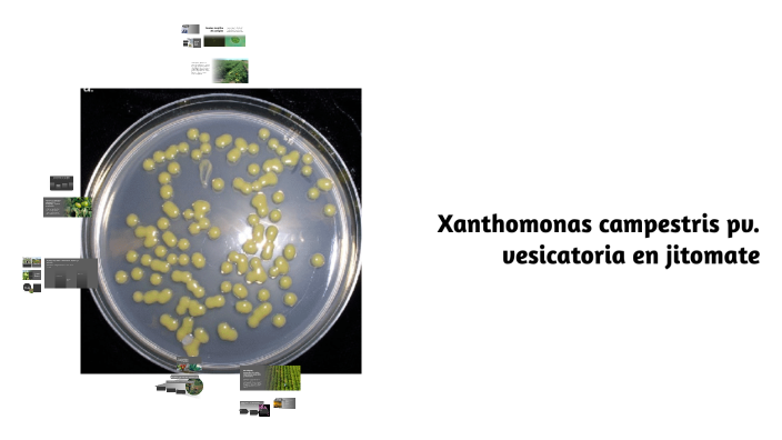 Xanthomonas campestris pv. vesicatoria en jitomate by yuly mbc on Prezi