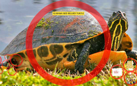 ALABAMA RED BELLY TURTLE by Julianne Patterson on Prezi