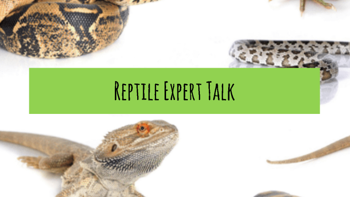 Reptile Expert Talk by Katerina quiroga on Prezi