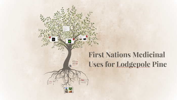 First Nations medicinal Uses for Lodge pole Pine by victoria Ju on Prezi
