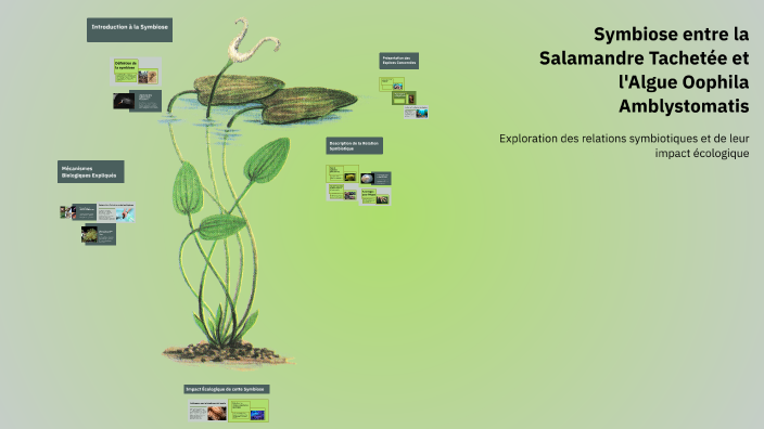 Symbiose entre la Salamandre Tachetée et l'Algue Oophila Amblystomatis ...
