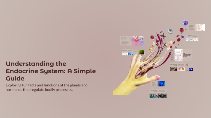 Understanding the Endocrine System: A Simple Guide by Cloud Dog 2945 on ...