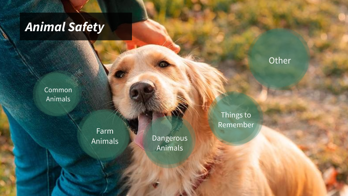 Animal Safety (Grade 1) by Paul McDougall on Prezi