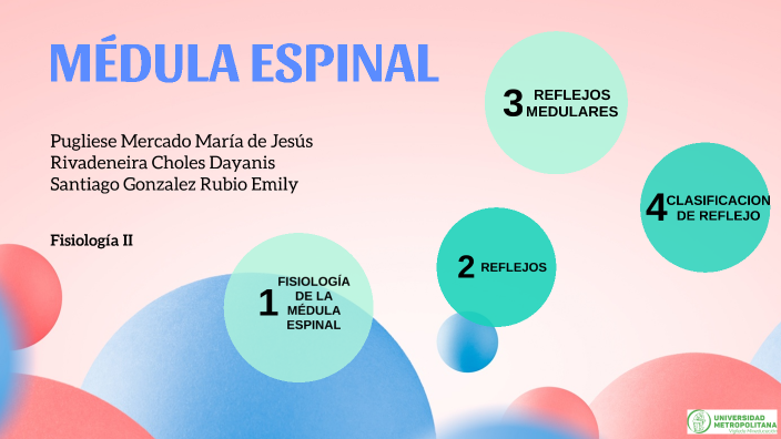 Médula Espinal by emily santiago on Prezi