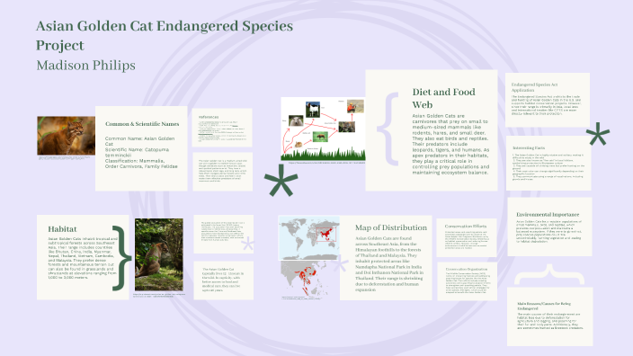 Madison P: Module Nine Lesson Three Assignment One Part One by Madison Philips on Prezi