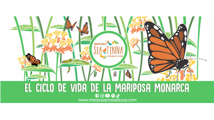 CICLO DE VIDA DE LA MARIPOSA MONARCA by Monica Sánchez on Prezi