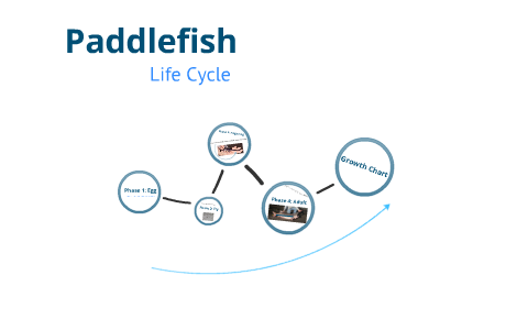 Paddlefish Life Cycle by amber smith on Prezi