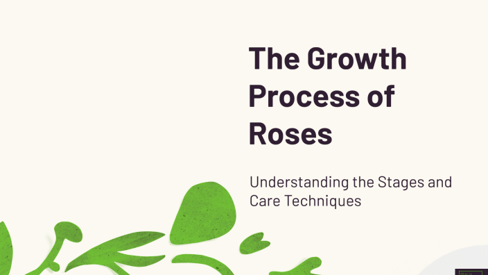 The Growth Process of Roses by Чжожань Ли on Prezi