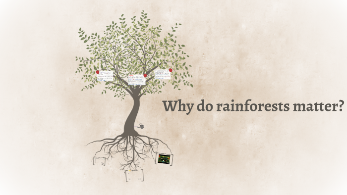 Why do rainforests matter? by 채현 이 on Prezi Next