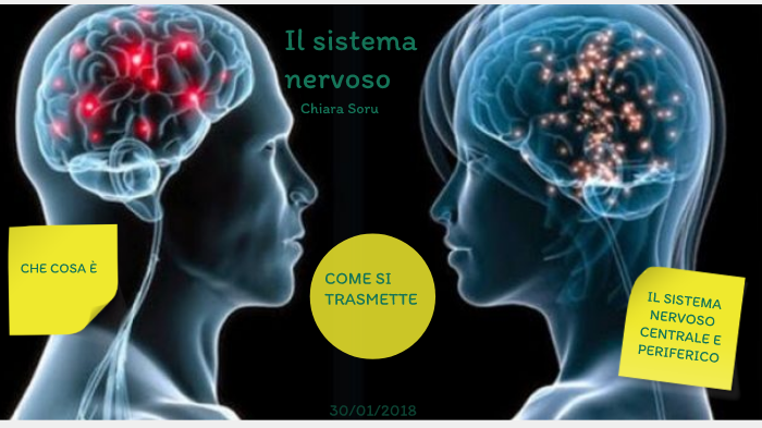 IL SISTEMA NERVOSO by Chiara Soru on Prezi