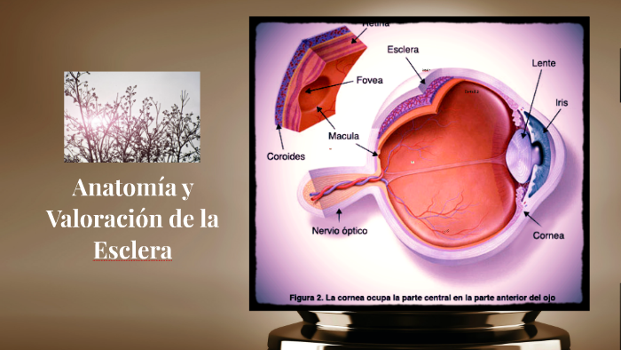 Anatomia y Valoracion de la Esclera by elizabeth chevalier on Prezi