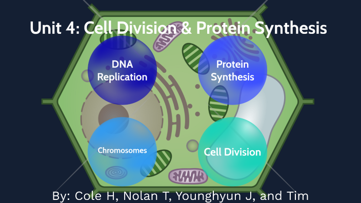 Unit 4: Cell Division & Protein Synthesis by Cole H on Prezi