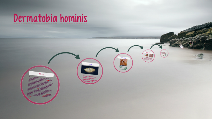 Dermatobia hominis by Nikole Velasquez on Prezi