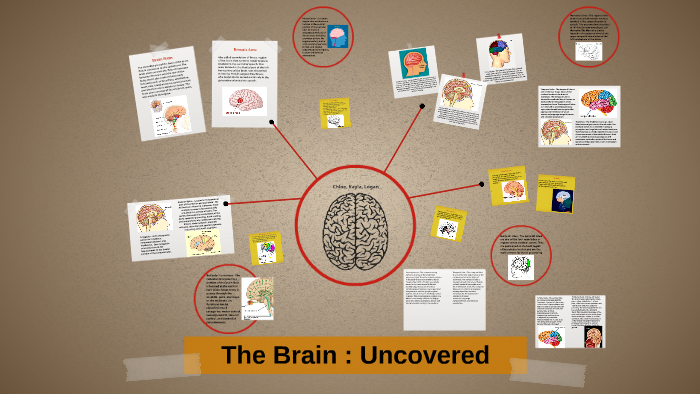 The Brain: Uncovered by Chloe Galloway on Prezi