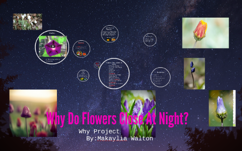 Why Do Flowers Close At Night? by Makaylia Walton on Prezi