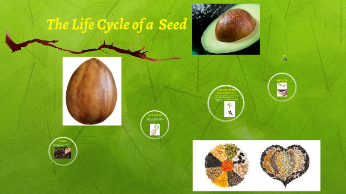 The Life Cycle of a Seed by Bridget Thibodeaux on Prezi
