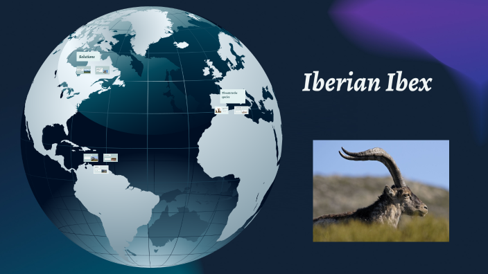 Iberian Ibex by Pedro Pires on Prezi