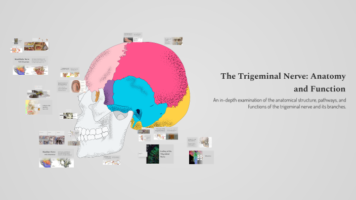 The Trigeminal Nerve: Anatomy and Function by Nour Ben Mahrez on Prezi