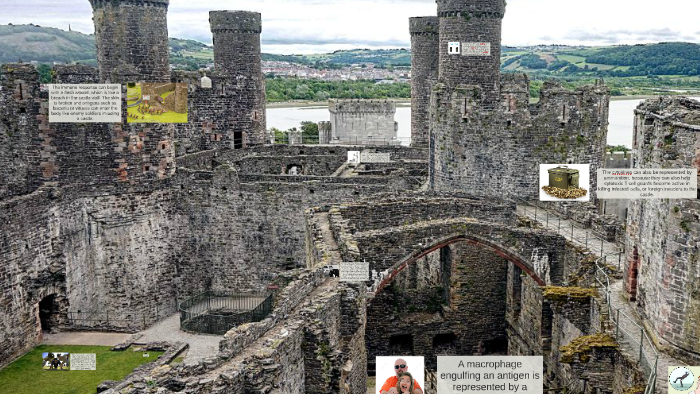 The Immune System as a Castle by Emily Marino on Prezi