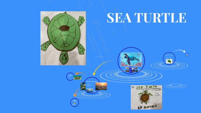 AARON SEA TURTLE UPDATED by Karla-Vanessa Narvaez on Prezi