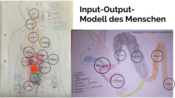 Input-Output-Modell des Menschen by Ruebli 700 on Prezi