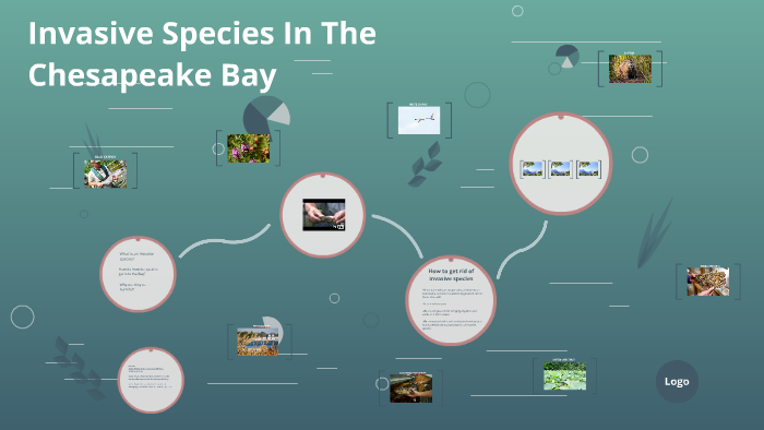 Invasive Species in The Chesapeake Bay by Catherine D on Prezi