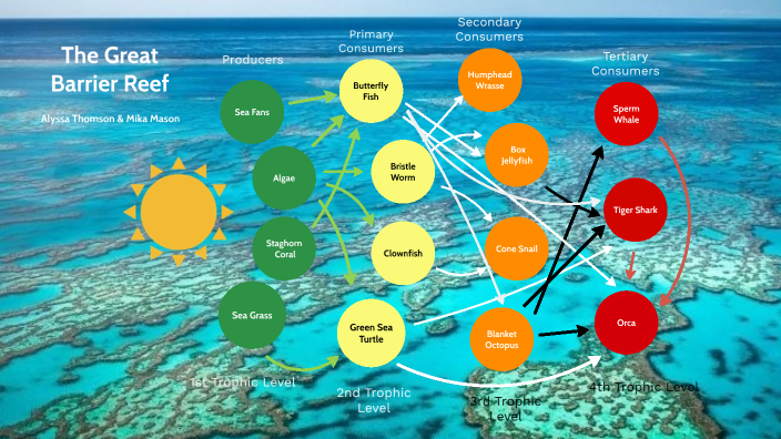 Food Web of the Great Barrier Reef by Alyssa Thomson on Prezi